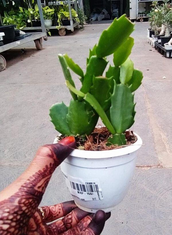 DUP Cactus | Sanjay Nursery - CAPPL