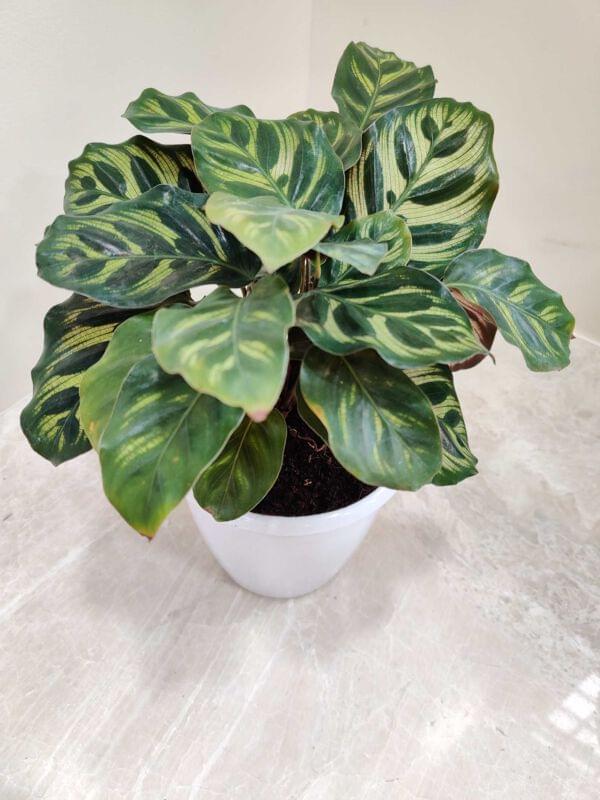 Calathea plants (11/1/2025) | Sanjay Nursery - CAPPL