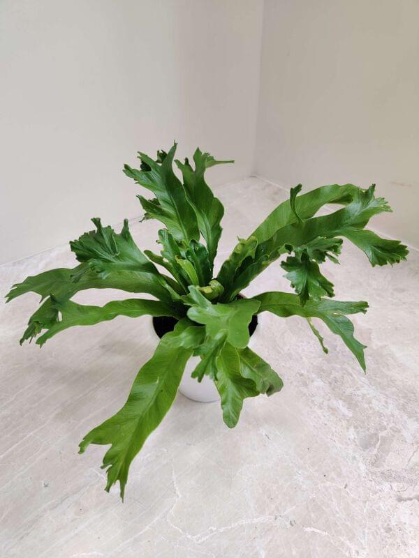 Asplenium Nidus Crissie 8.5 cm pot | Sanjay Nursery - CAPPL