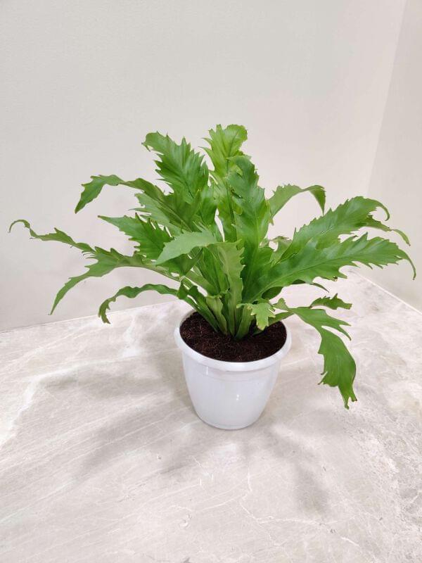 Asplenium Nidus 'Venus' 12 cm Pot | Sanjay Nursery - CAPPL