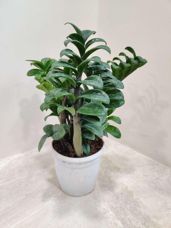 Zamiaculacus Plants (7/05/2025) | Sanjay Nursery - CAPPL