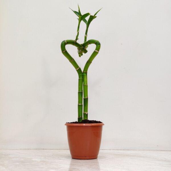 Lucky Bamboo Heart Shape 45 cm in 12 cm pot | Sanjay Nursery - CAPPL