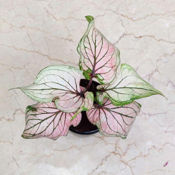 Caladium Plant Updated On 30 March 2026 | Sanjay Nursery - CAPPL