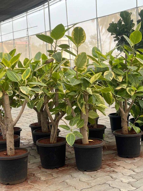 Ficus Altissima Variegated - Trunk Type | Sanjay Nursery - CAPPL