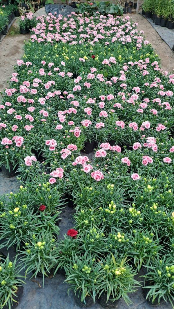 clavel enano | 🌸 Garden Flores 🌸 Todo tipo de plantas al por mayor. 🚚 ...