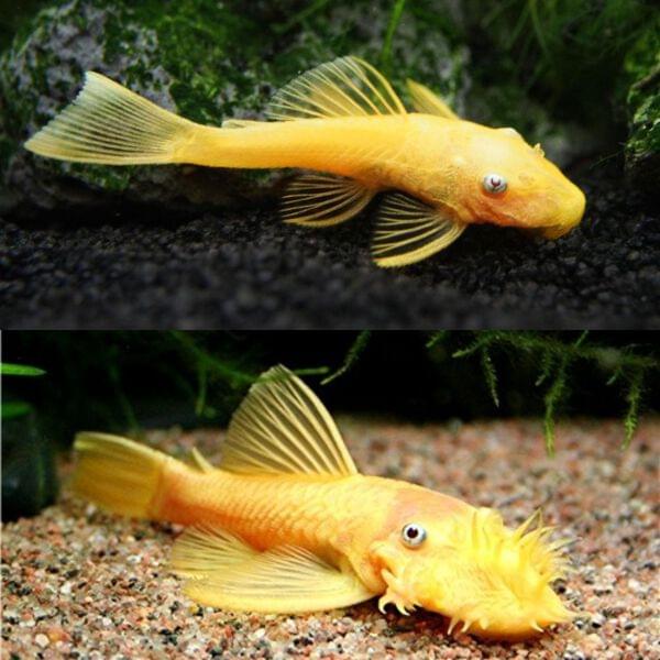 Peces Tropicales | Gambitas Chile