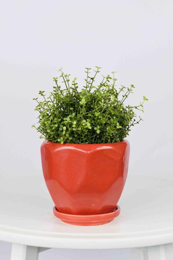 H5'' D5'' | DNF Ceramics